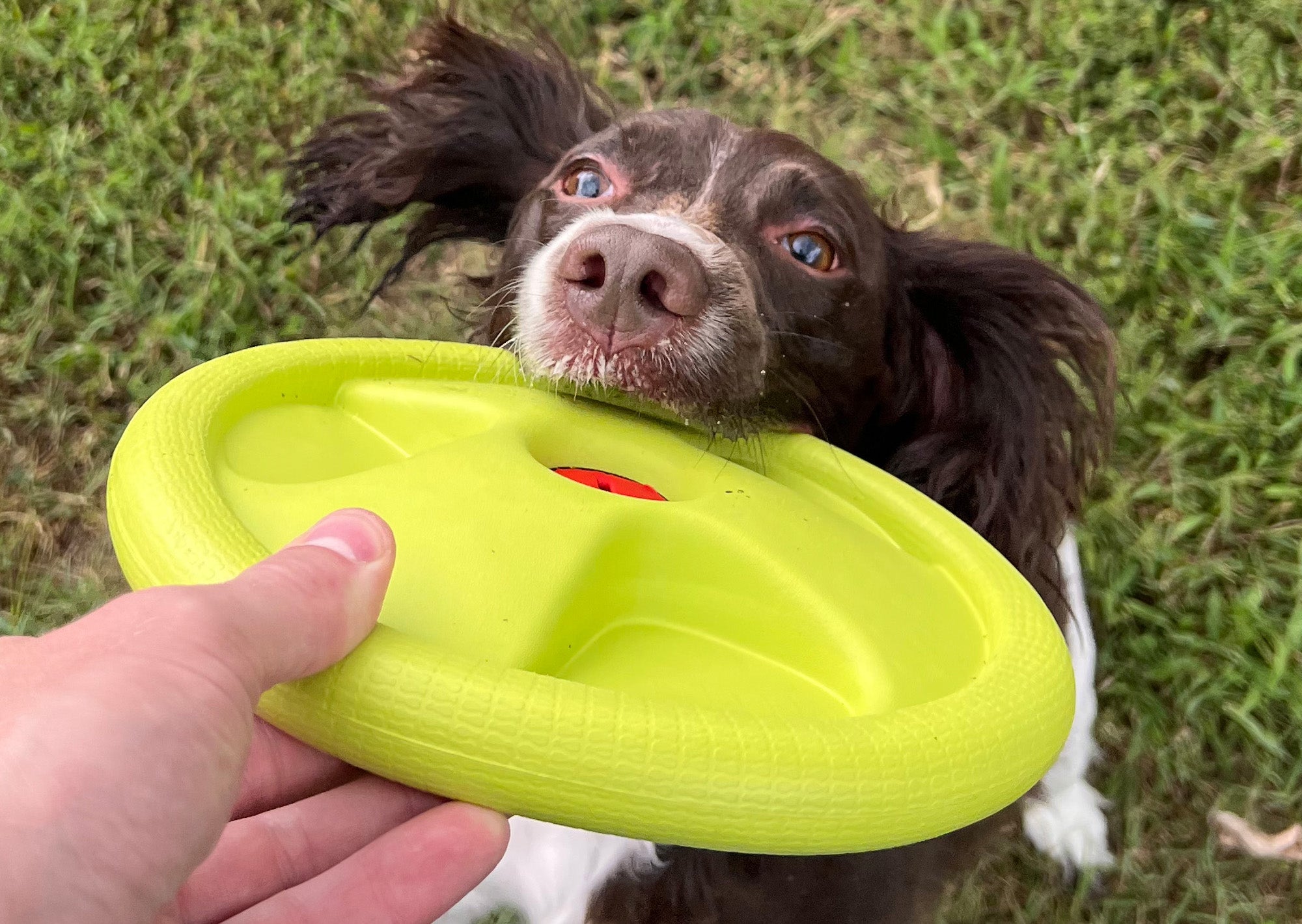 DOG TOYS – Alpha Pak