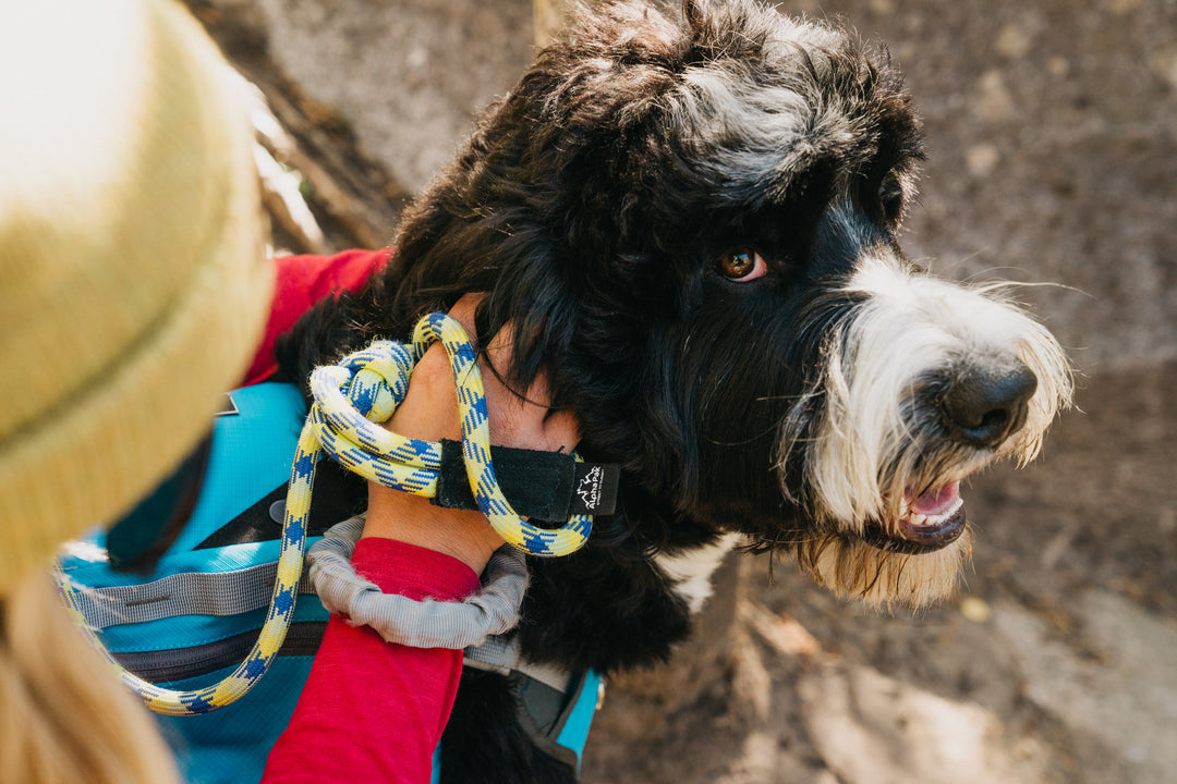 Alpha Pak | Top Quality Dog Gear | Outdoor Adventures