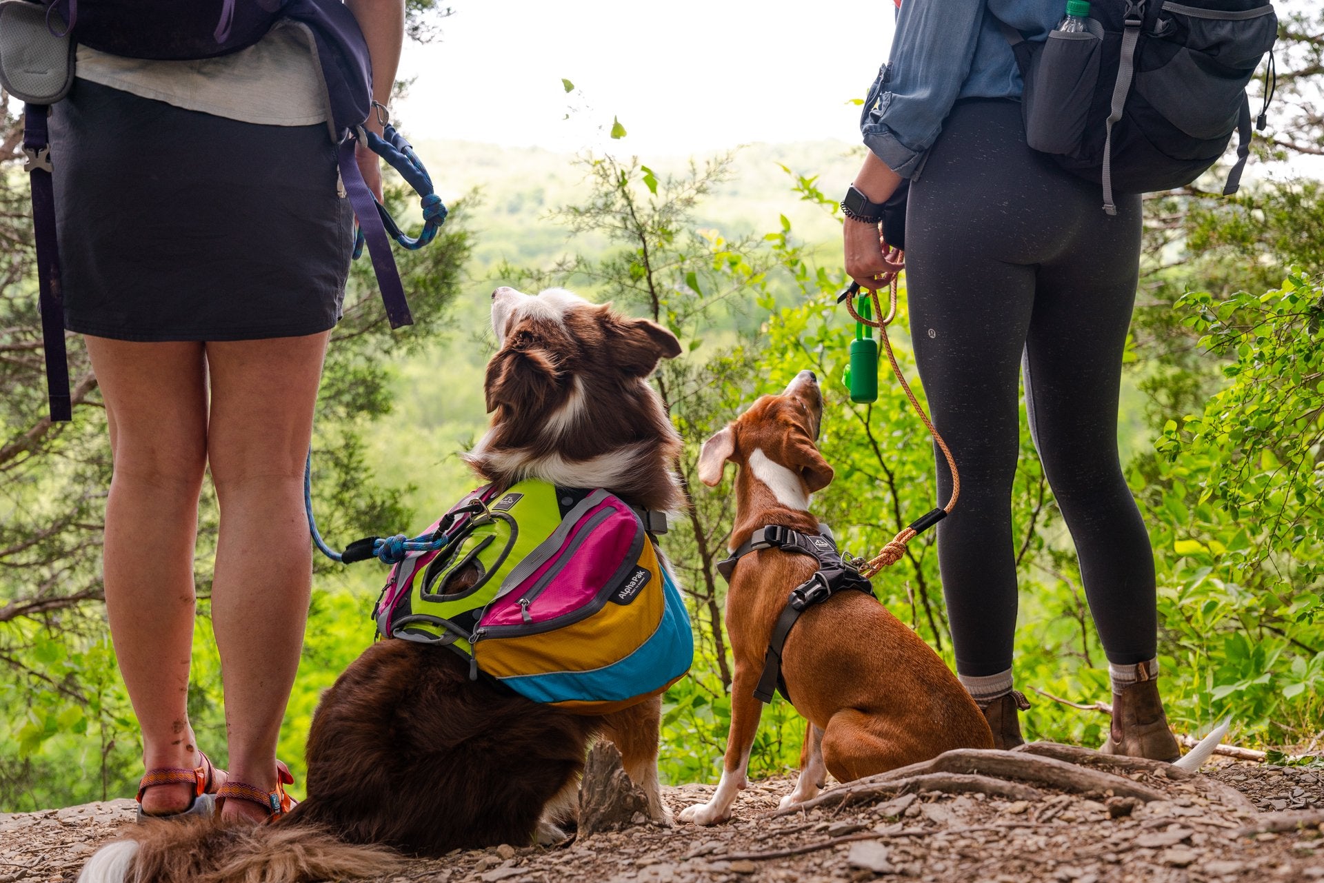 Alphapak raw freeze-dried dog food – Alpha Pak